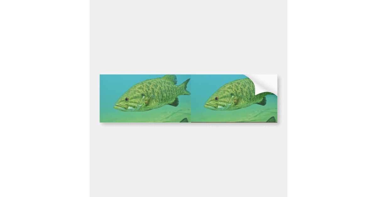 Smallmouth Bass Bumper Sticker | Zazzle