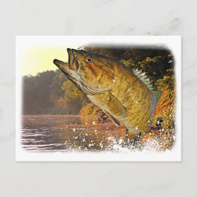 Smallmouth Bass Postcard | Zazzle
