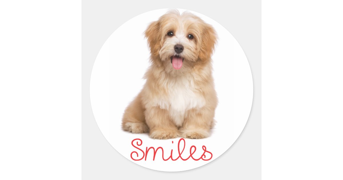 Smiles Havanese Tan Puppy Dog Hello Classic Round Sticker | Zazzle