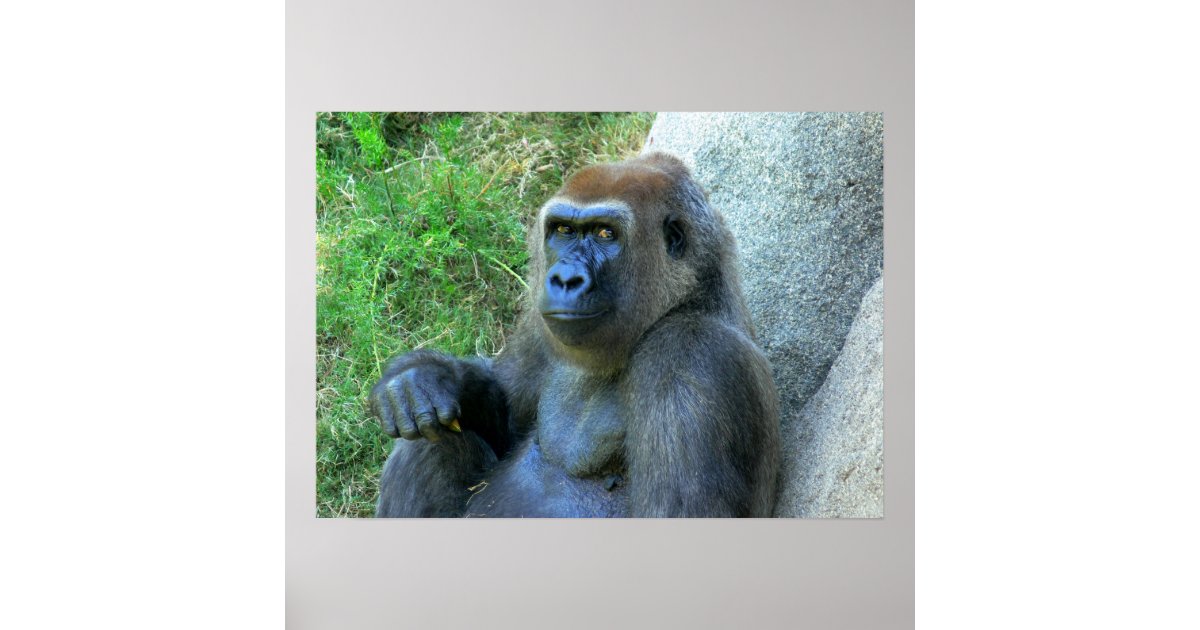 Smiling Ape Poster | Zazzle