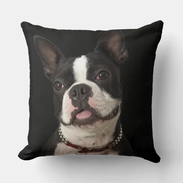 Smiling Boston terrier with collar Throw Pillow | Zazzle