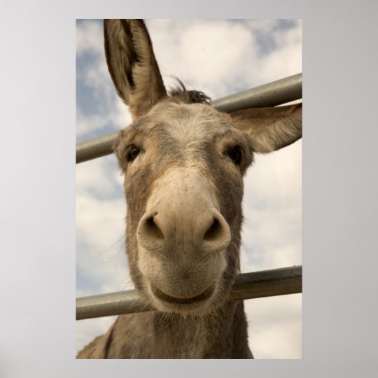 Smiling Burro Poster | Zazzle.com