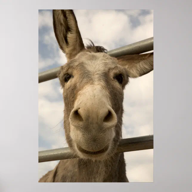 Smiling Burro Poster | Zazzle
