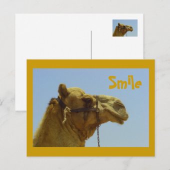 Smiling camel in profile postcard | Zazzle
