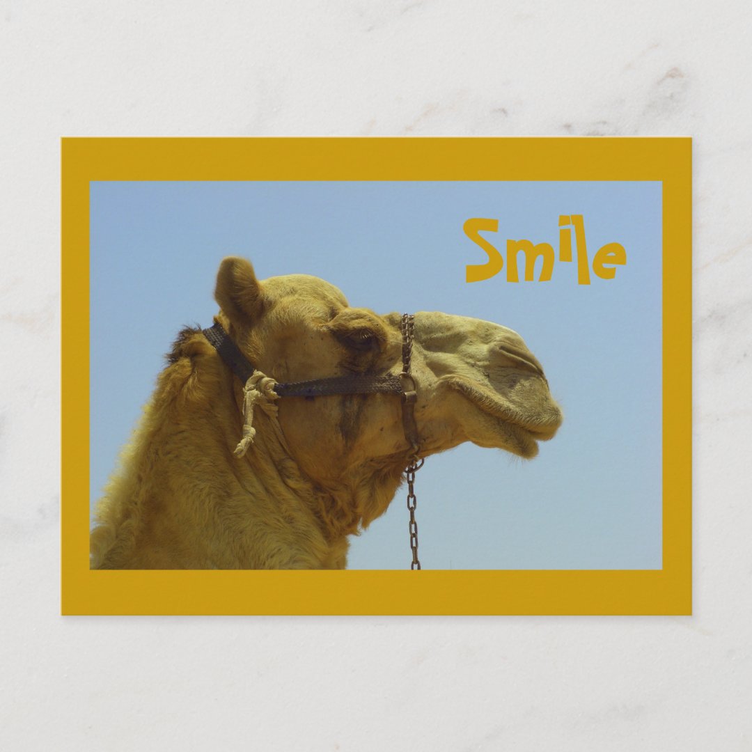 Smiling camel in profile postcard | Zazzle