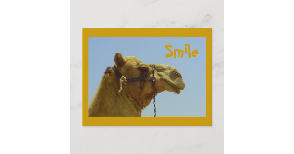 Smiling camel in profile postcard | Zazzle