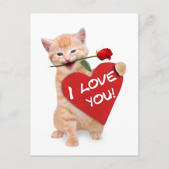 Smiling cat in love postcard | Zazzle.com