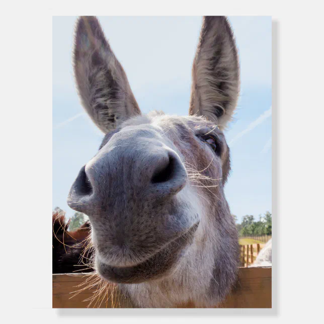Smiling Donkey Foam Board | Zazzle