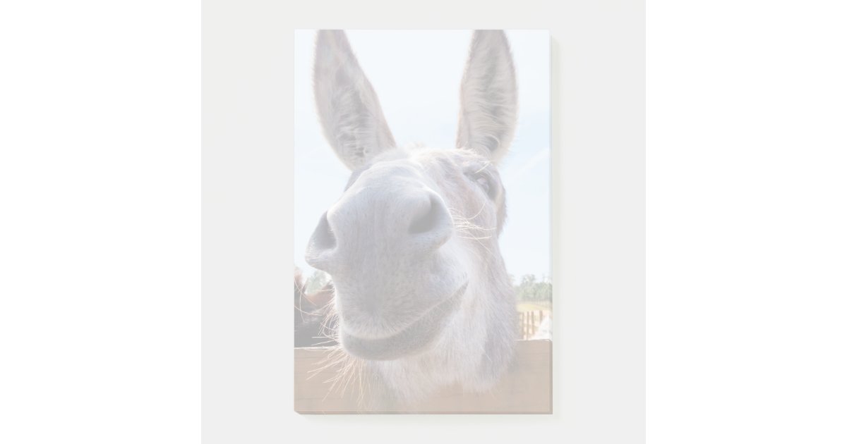 Smiling Donkey Post-It Notes | Zazzle