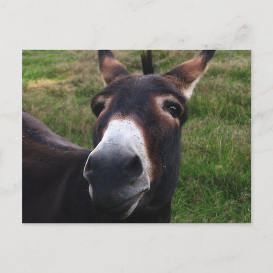 Smiling Donkey Postcard | Zazzle.com