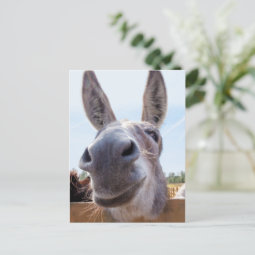 Smiling Donkey Postcard | Zazzle