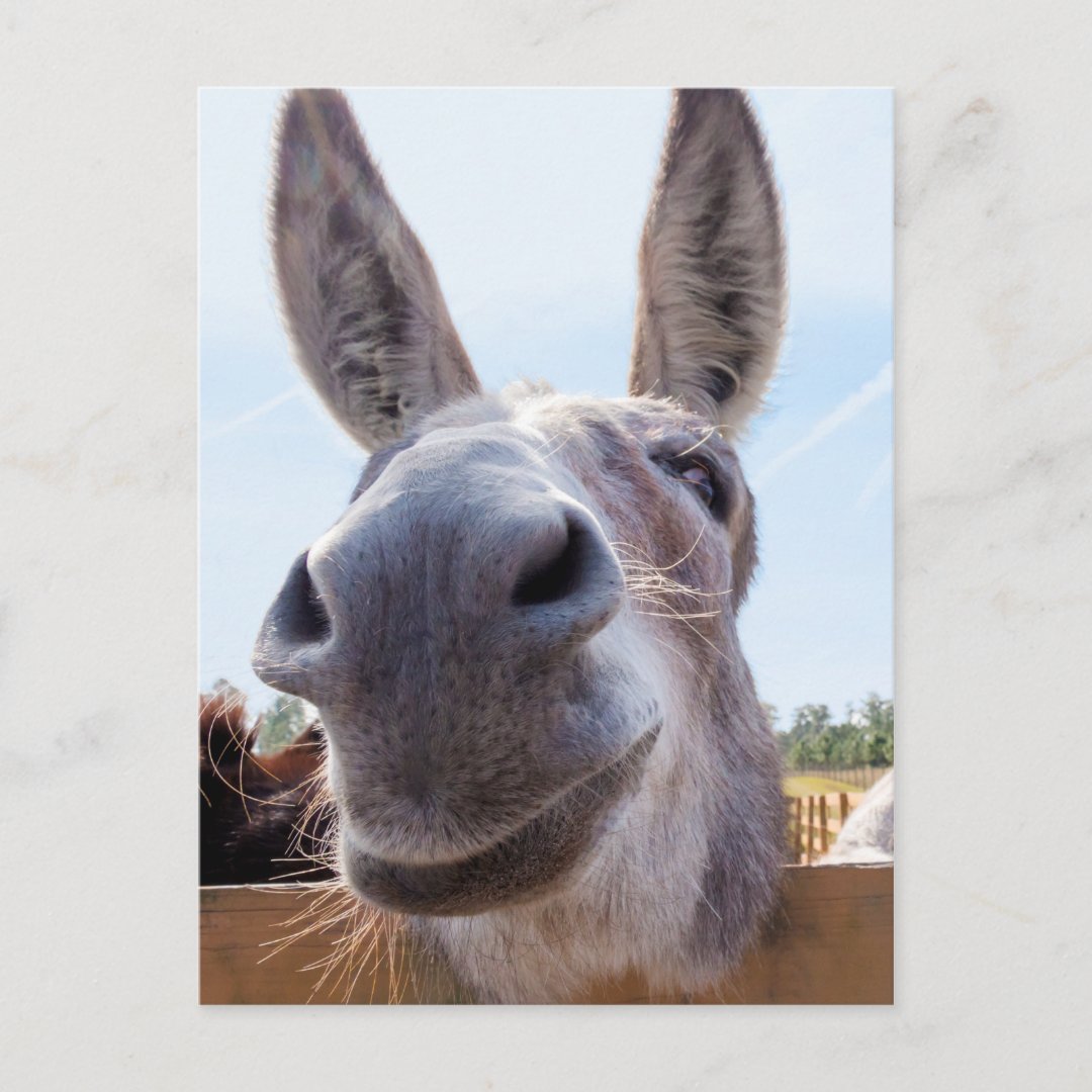 Smiling Donkey Postcard | Zazzle