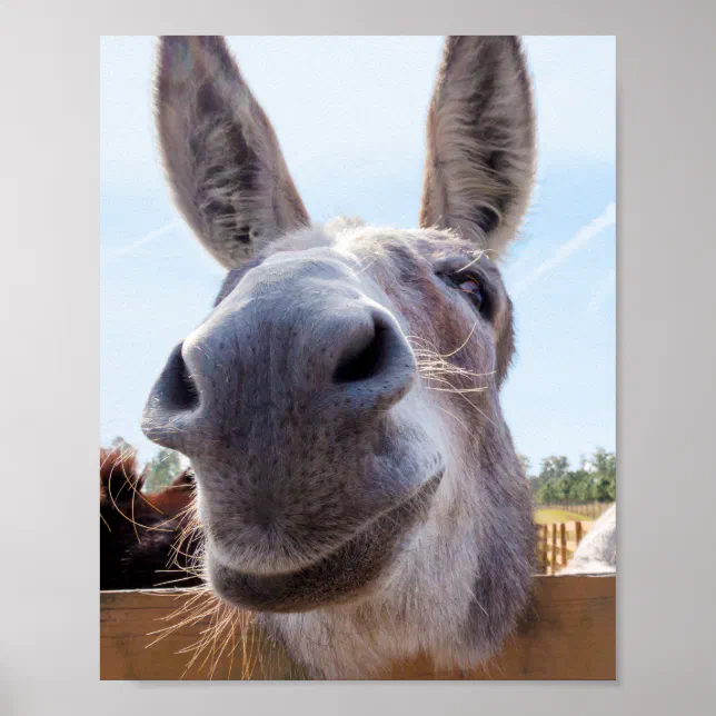 Smiling Donkey Poster | Zazzle