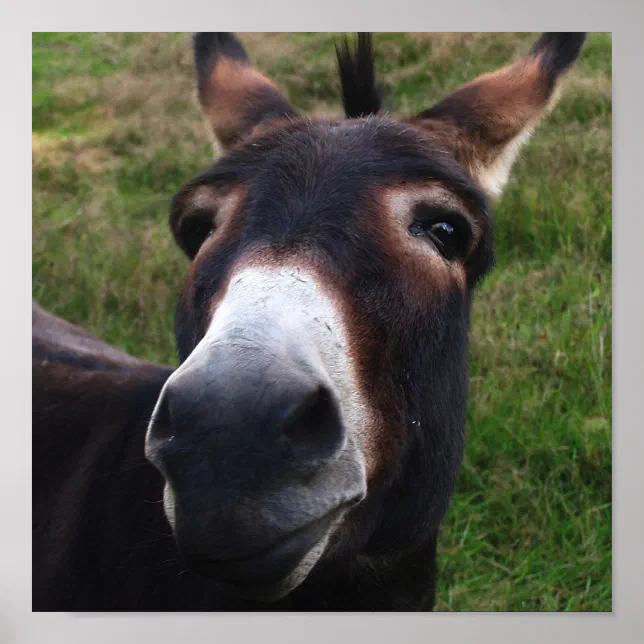 Smiling Donkey Print | Zazzle