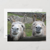 Smiling Donkeys! Postcard | Zazzle