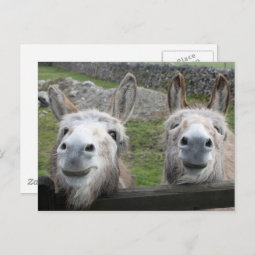Smiling Donkeys! Postcard | Zazzle