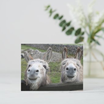 Smiling Donkeys! Postcard | Zazzle