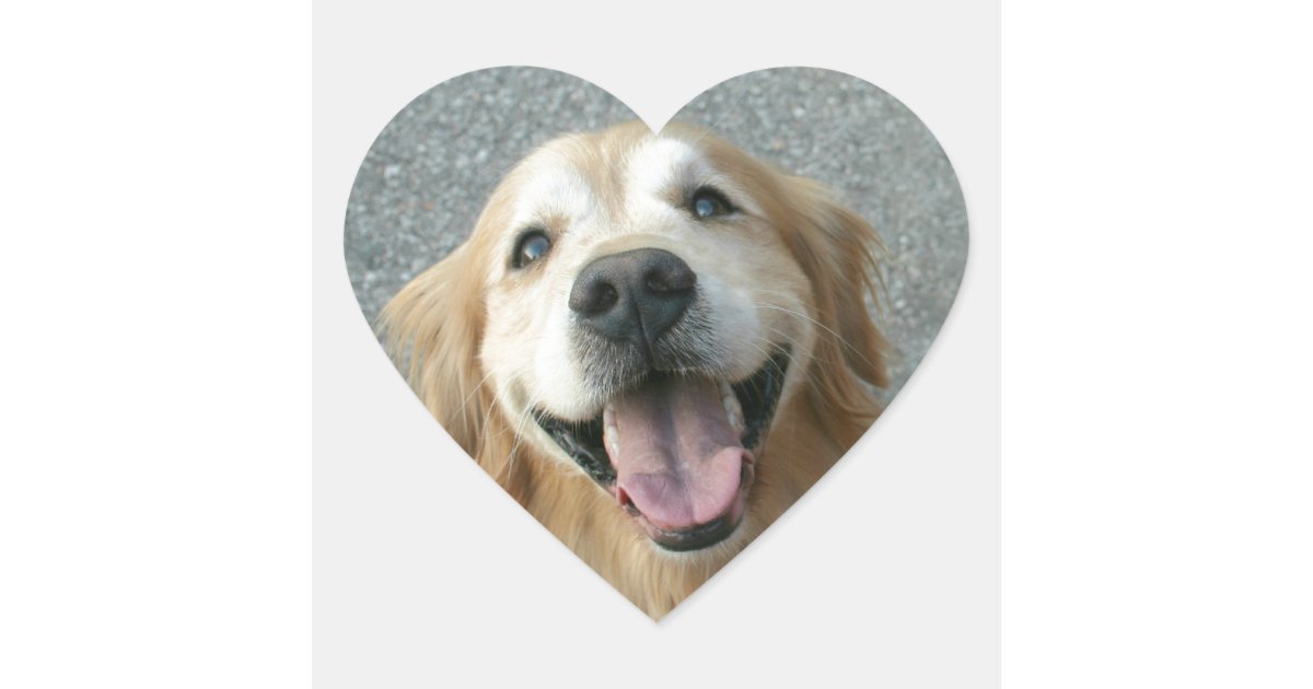 Smiling Golden Retriever Heart Sticker | Zazzle