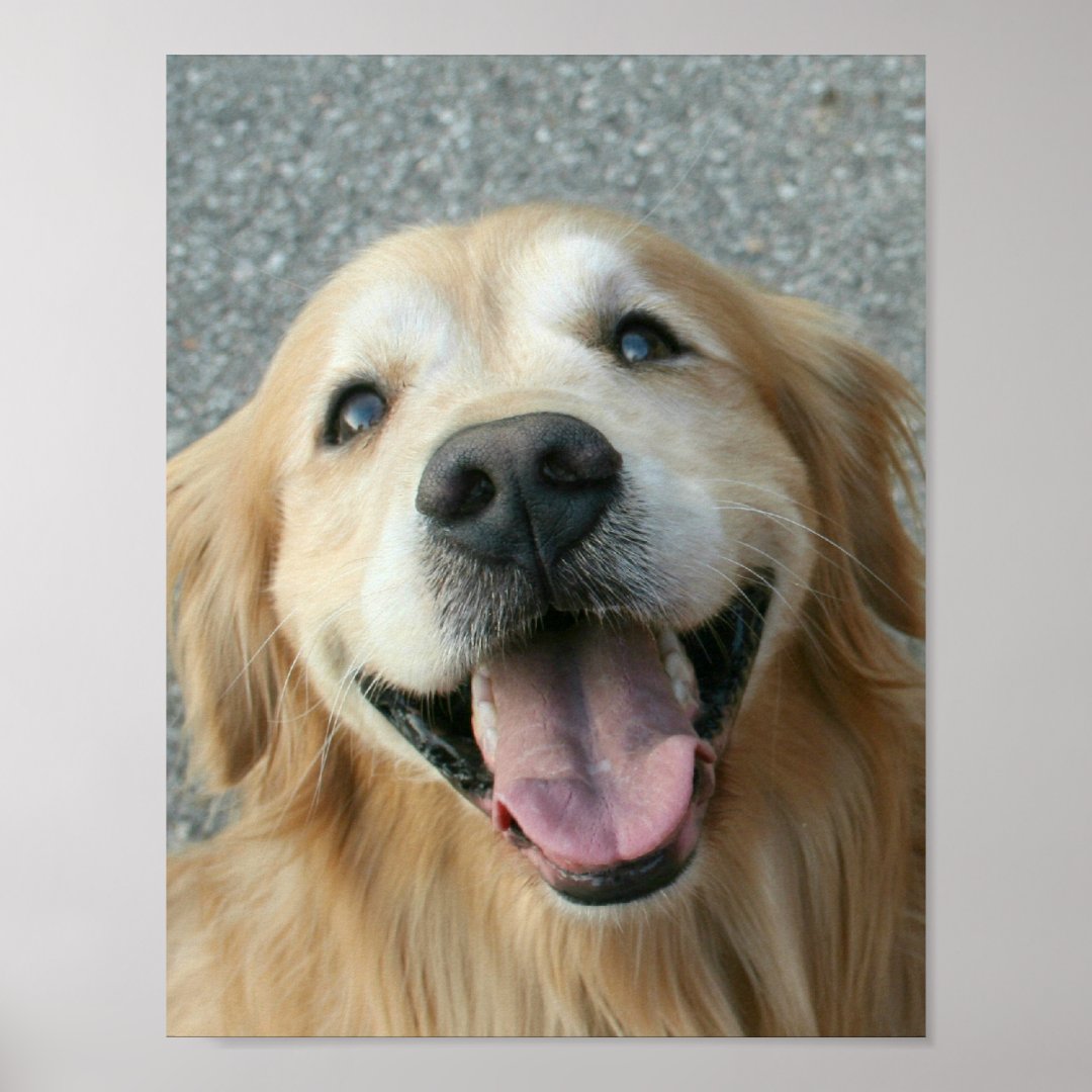 Smiling Golden Retriever Poster | Zazzle