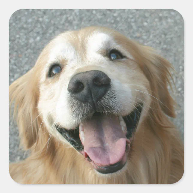 Smiling Golden Retriever Square Sticker | Zazzle