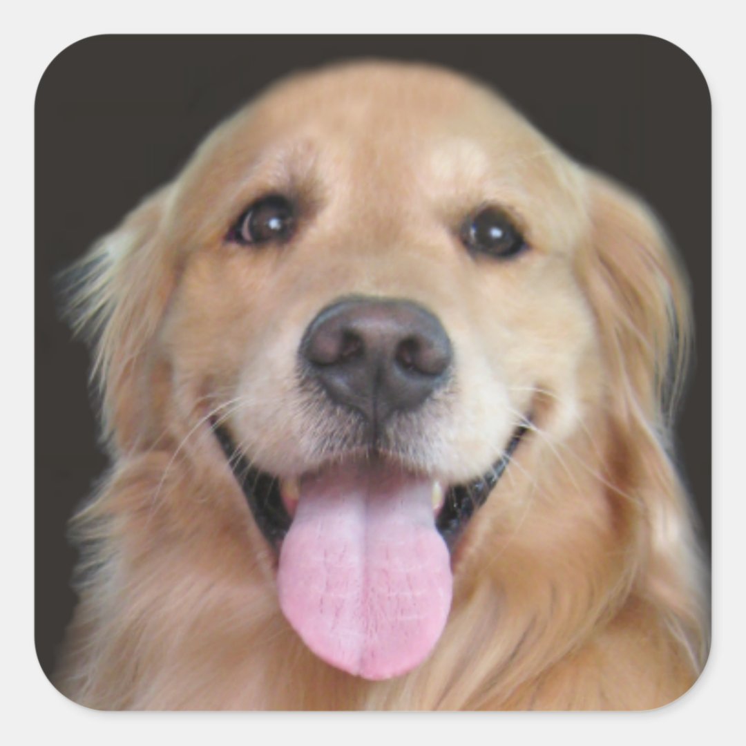 Smiling Golden Retriever Square Sticker | Zazzle