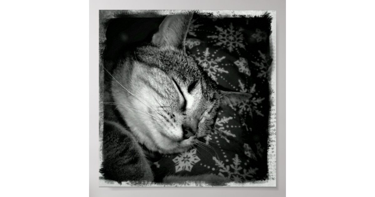 Smiling Indigo B+W Poster | Zazzle