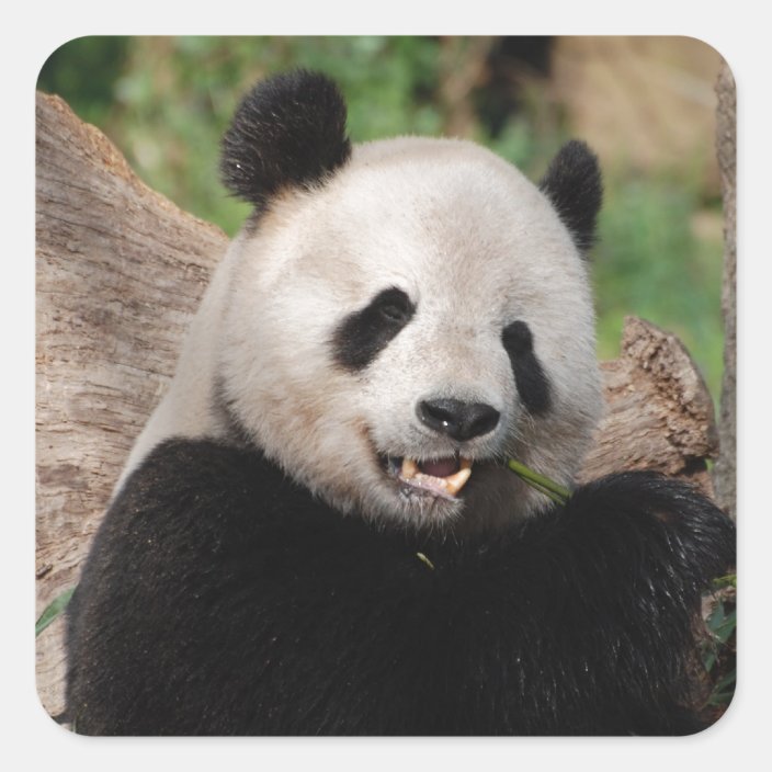Smiling Panda Bear Square Sticker | Zazzle.com