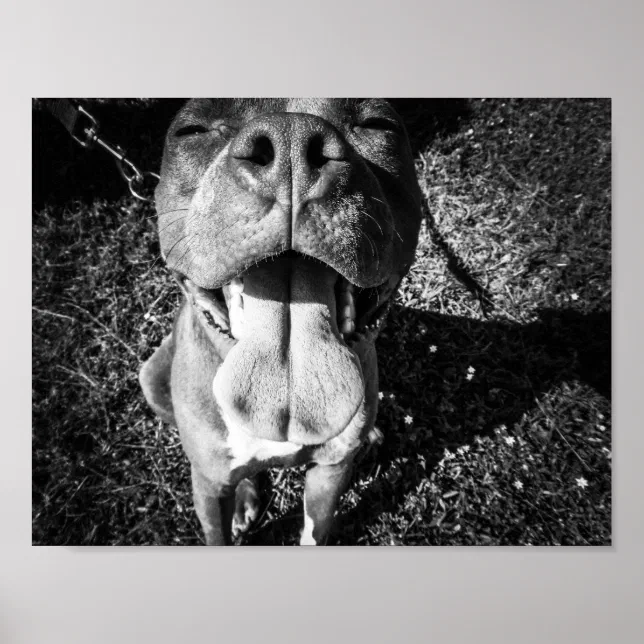 Smiling PitBull Poster | Zazzle