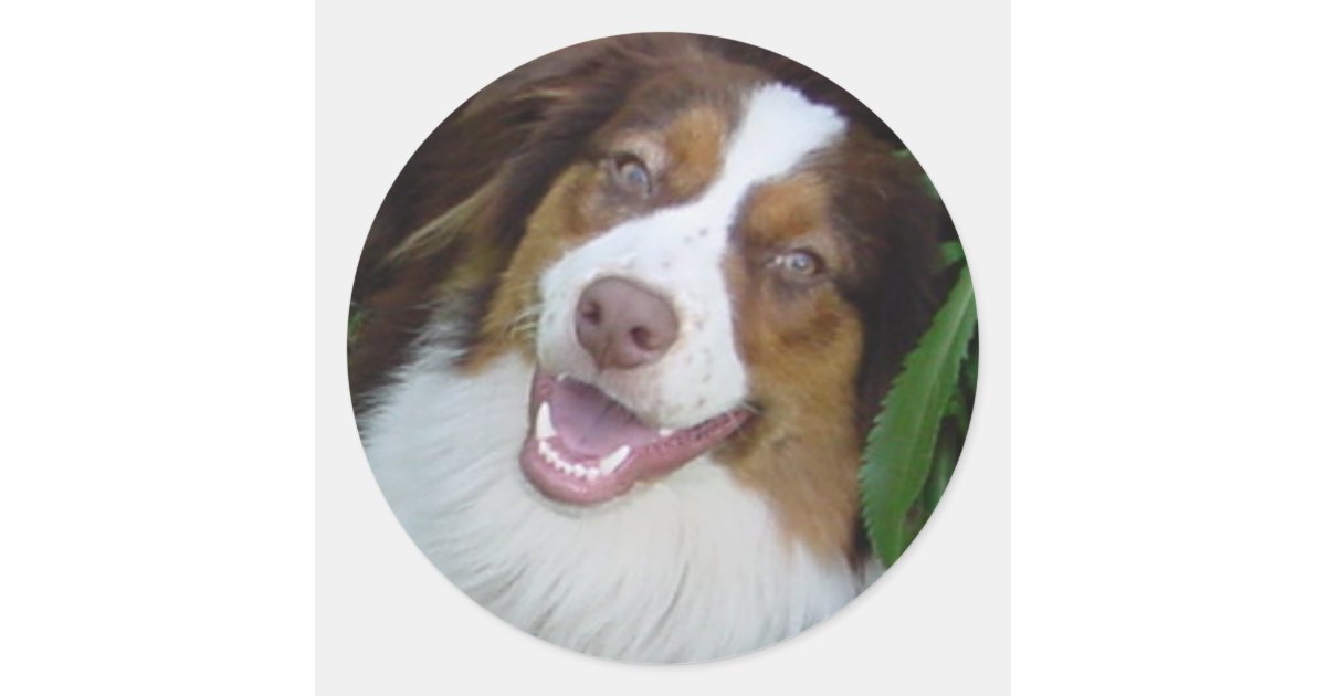 Smiling Red Tri Aussie Classic Round Sticker | Zazzle