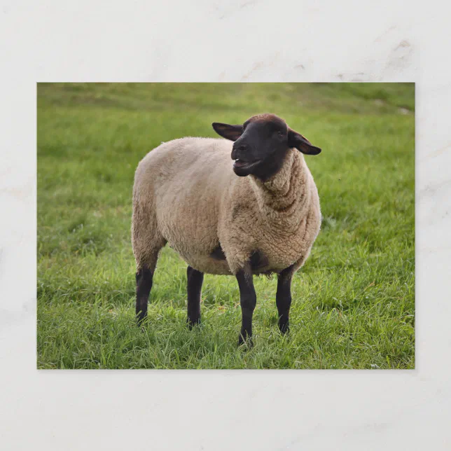 Smiling Sheep Postcard | Zazzle