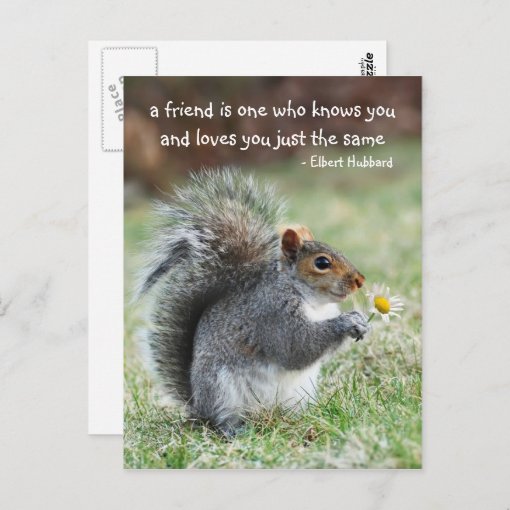 Smiling squirrel Friendship Quote Postcard | Zazzle