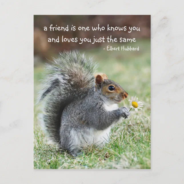 Smiling squirrel Friendship Quote Postcard | Zazzle
