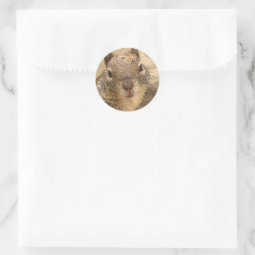 Smiling Squirrel stickers | Zazzle