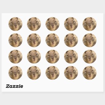 Smiling Squirrel stickers | Zazzle