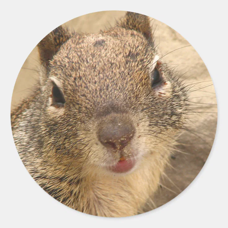 Smiling Squirrel stickers | Zazzle