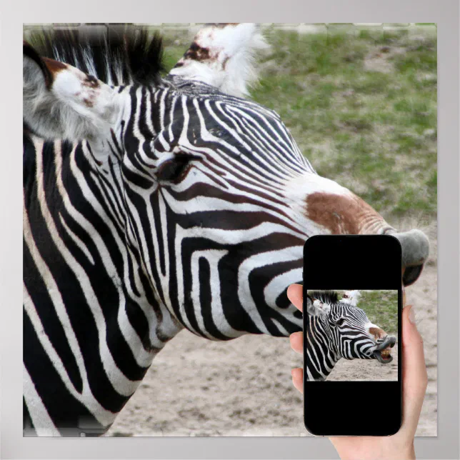 Smiling Zebra Poster | Zazzle