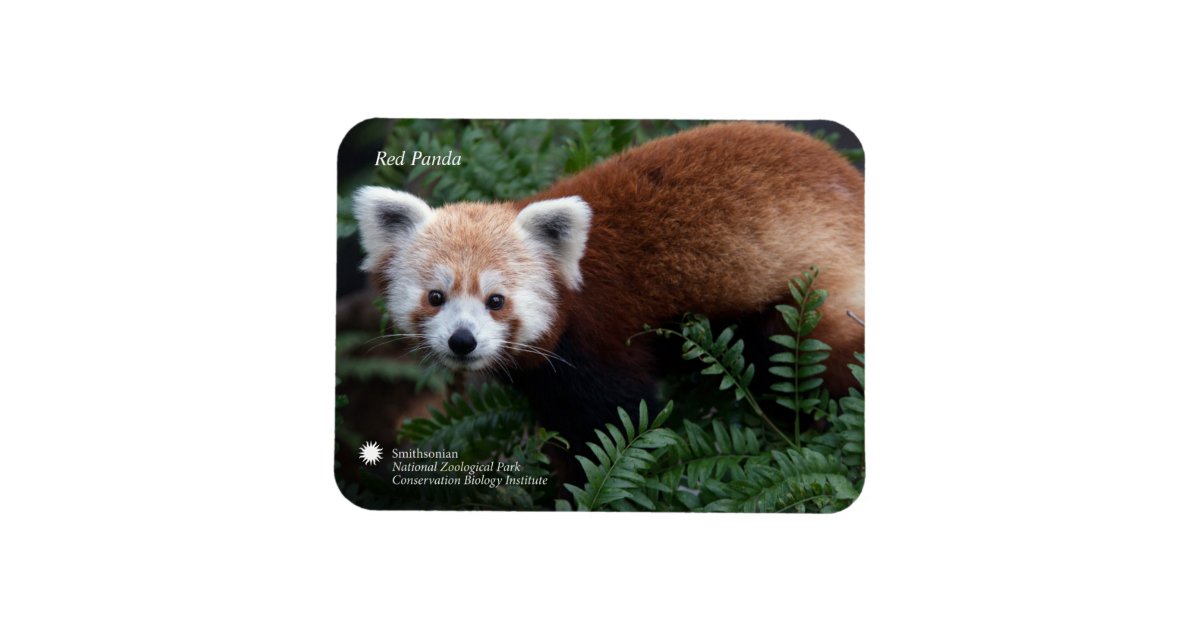 Smithsonian | Red Panda Magnet | Zazzle