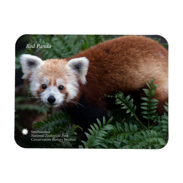 Smithsonian | Red Panda Magnet | Zazzle.com