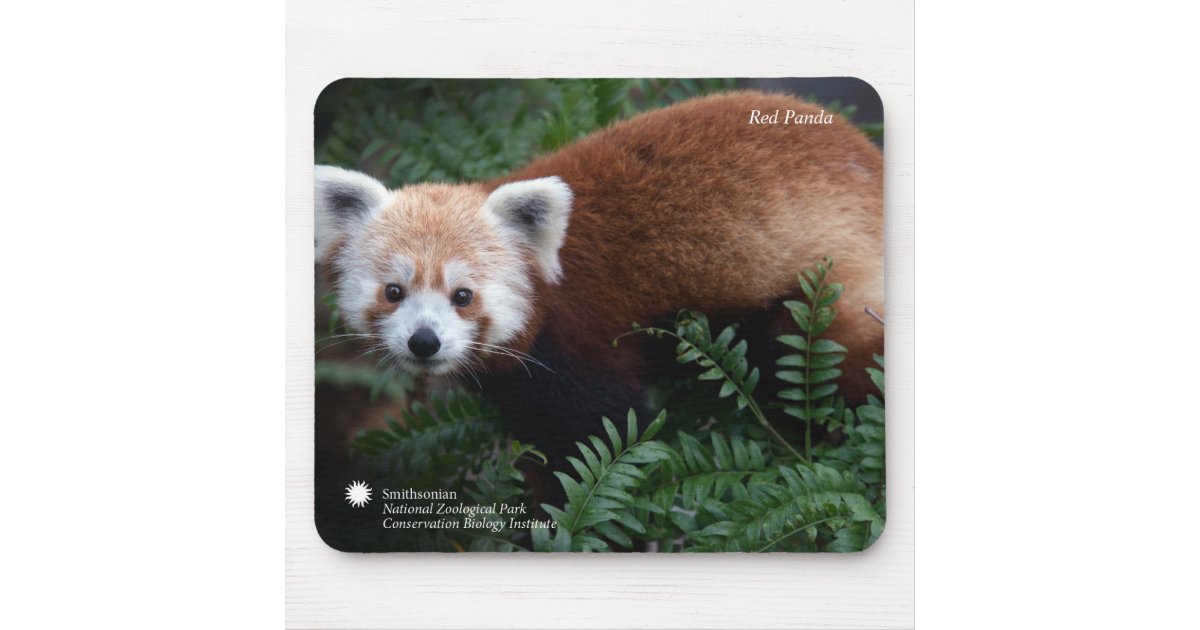 Smithsonian | Red Panda Mouse Pad | Zazzle