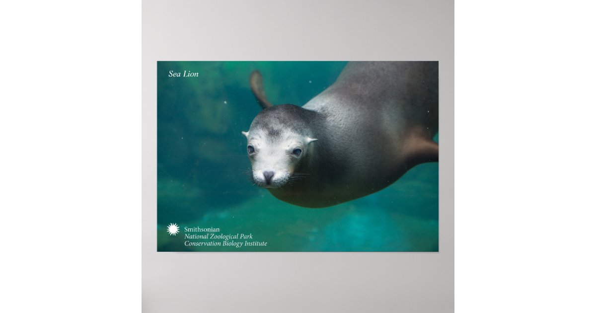 Smithsonian | Sea Lion Poster | Zazzle