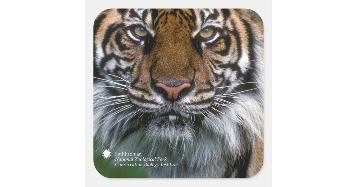 Smithsonian | Sumatran Tiger Soyono Square Sticker | Zazzle