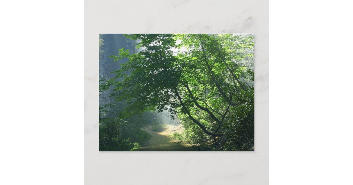 Smokey Paths Trails Forests Woods Postcard | Zazzle