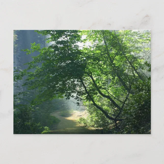 Smokey Paths Trails Forests Woods Postcard | Zazzle