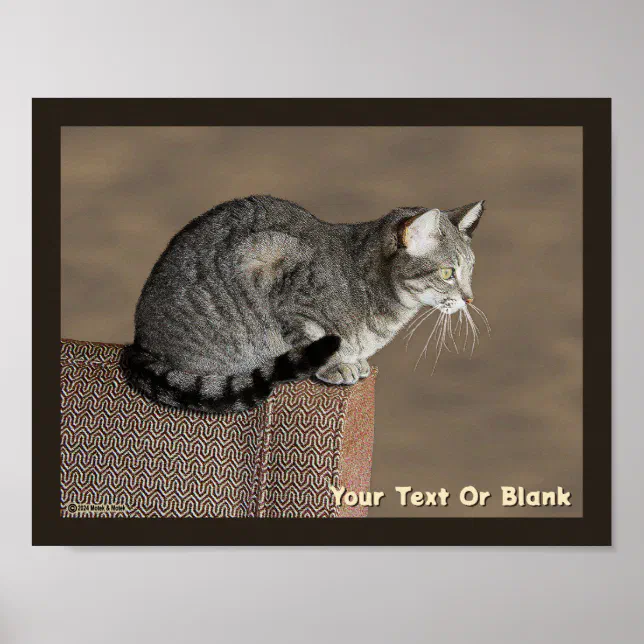 Smoky Gray Tabby Cat Poster | Zazzle