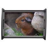 guinea pig tray