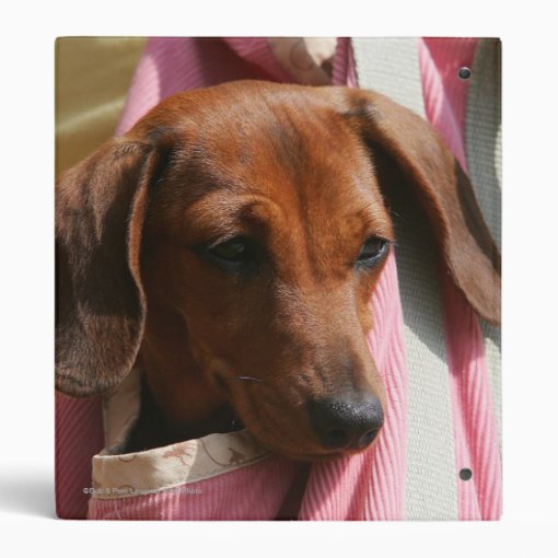 Smooth-haired Miniature Dachshund Puppy Binder | Zazzle