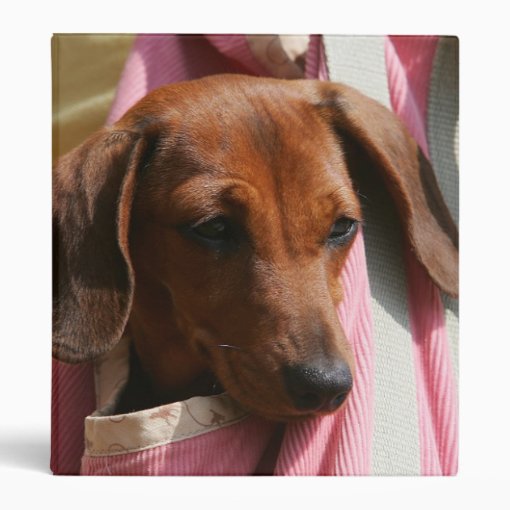 Smooth-haired Miniature Dachshund Puppy Binder | Zazzle