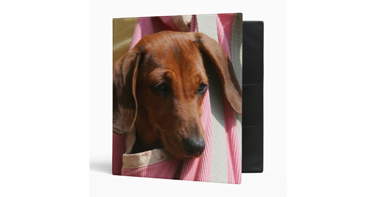Smooth-haired Miniature Dachshund Puppy Binder | Zazzle