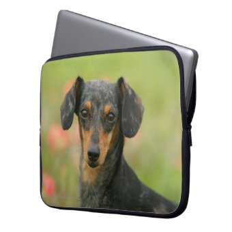 Smooth-haired Miniature Dachshund Puppy Looking at Laptop Sleeve | Zazzle