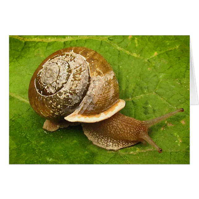 Snail Blank Card | Zazzle